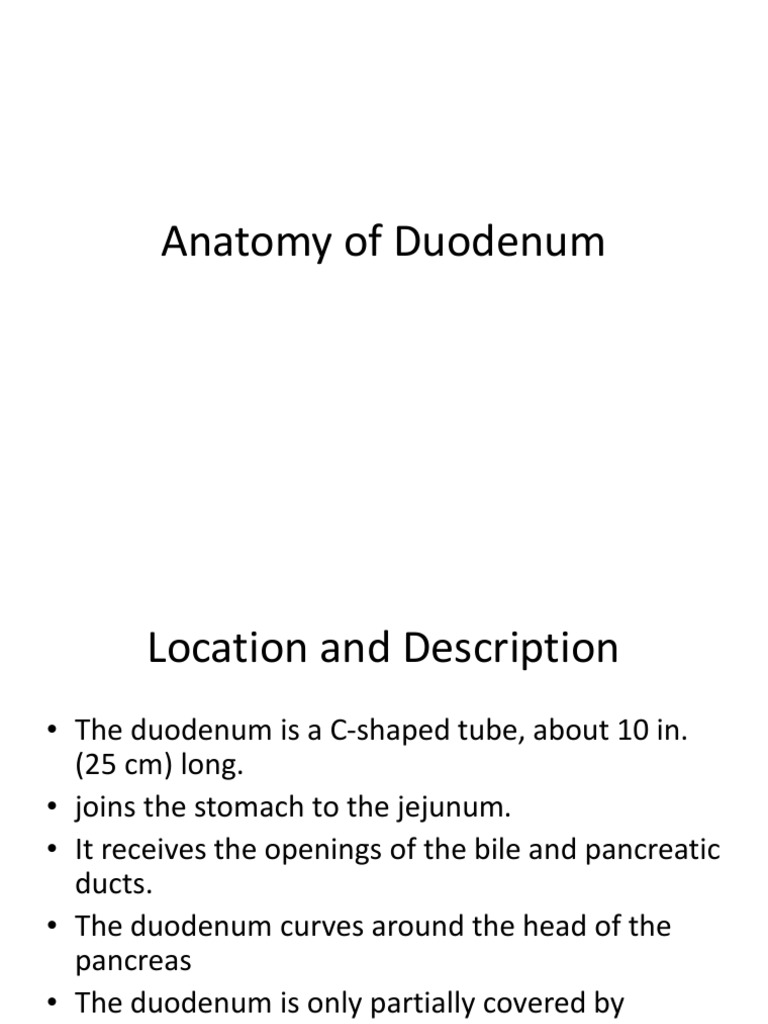 Anatomy of Duodenum | PDF | Pancreas | Anatomy