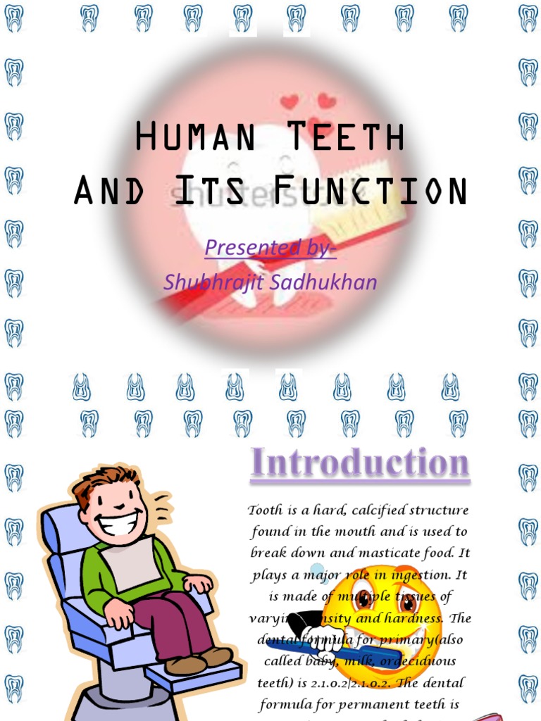 Human Teeth and Its Functions | PDF | Tooth | Human Tooth