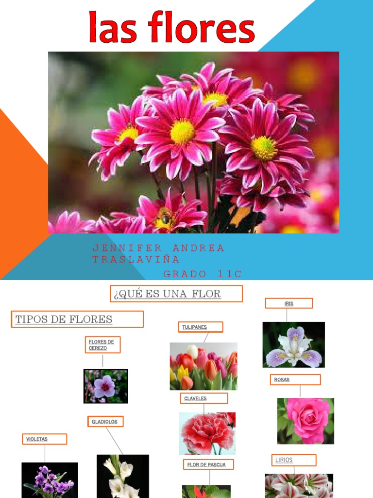 Tipos y Nombres de Flores Comunes | PDF | Tulipán | Lilium