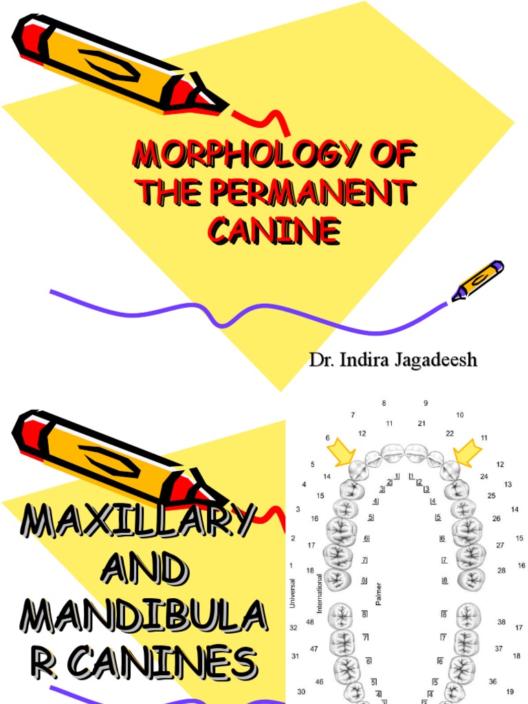 Canine Tooth Morphology Guide | PDF | Human Anatomy | Dentistry