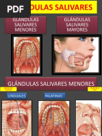 Celda Parotídea y Glandula Parotida RESUMEN | PDF ...