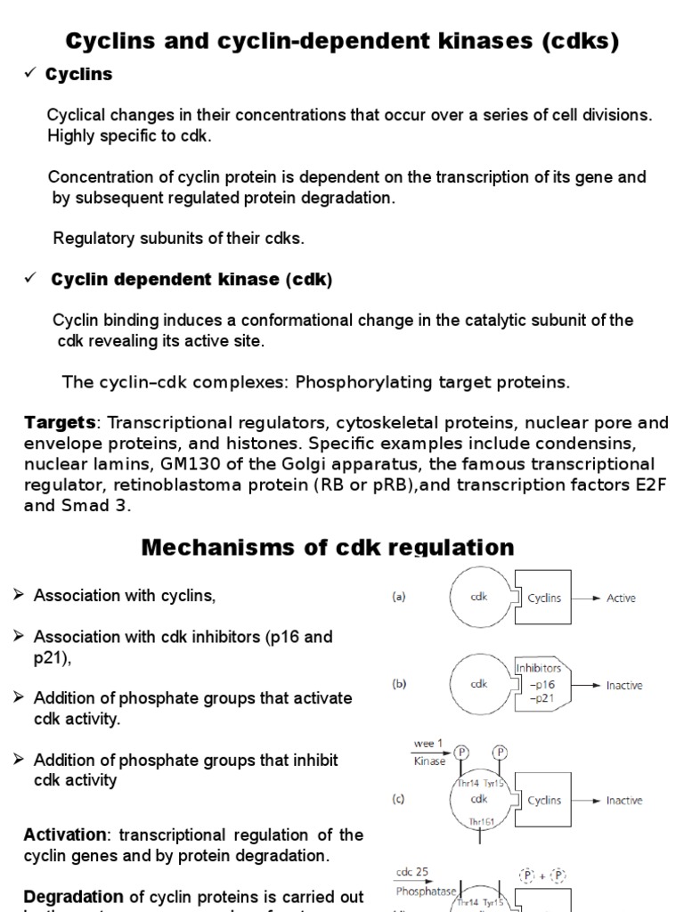 Cyclins and Cyclin-Dependent Kinases (CDKS) | PDF | Cell Cycle ...
