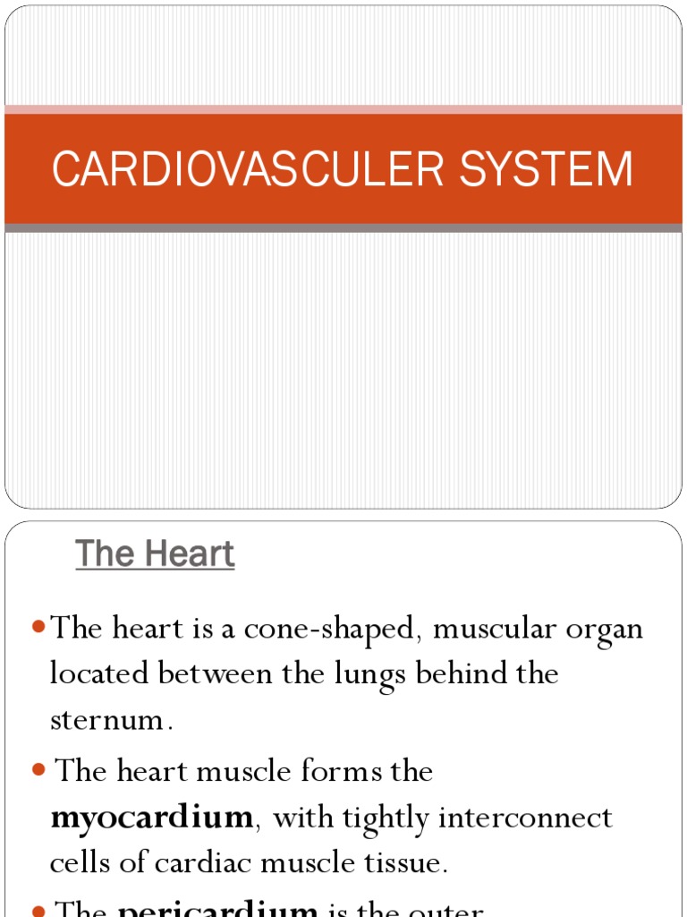 Cardiovascular System | PDF | Heart | Artery
