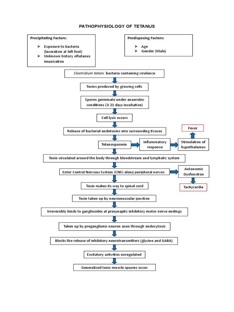 Pathophysiology of Tetanus: Precipitating Factors: Predisposing Factors ...