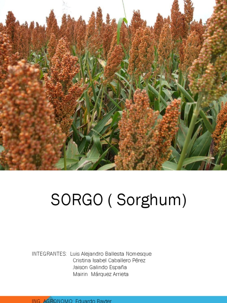 sorgo | Cereales | Hoja