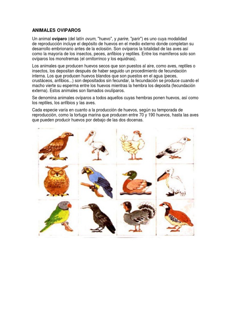 Animales Oviparos | PDF