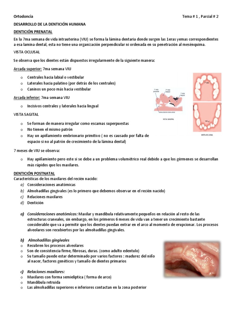 Desarrollo de La Dentición Primaria | PDF | Diente | Odontología
