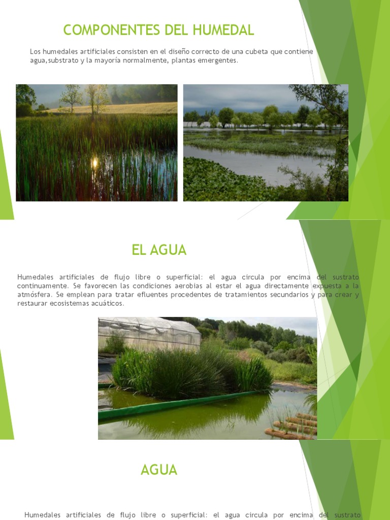 Componentes Del Humedal | PDF | Humedal | Plantas