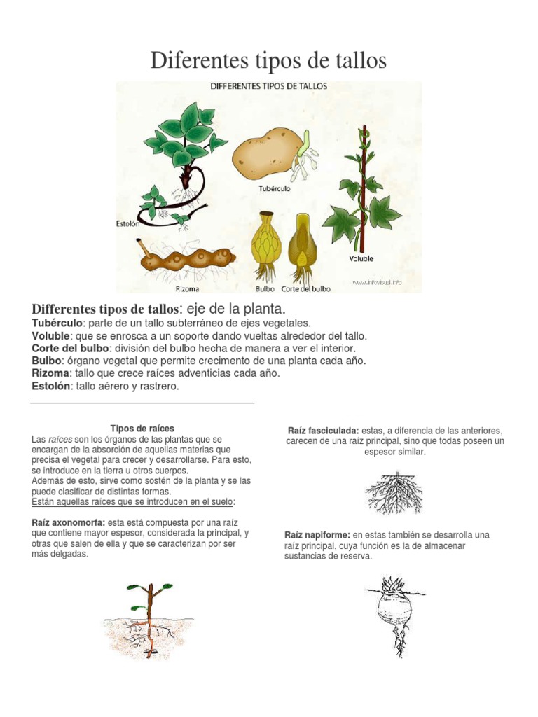 Differentes Tipos de Tallos | PDF | Hoja | Raíz
