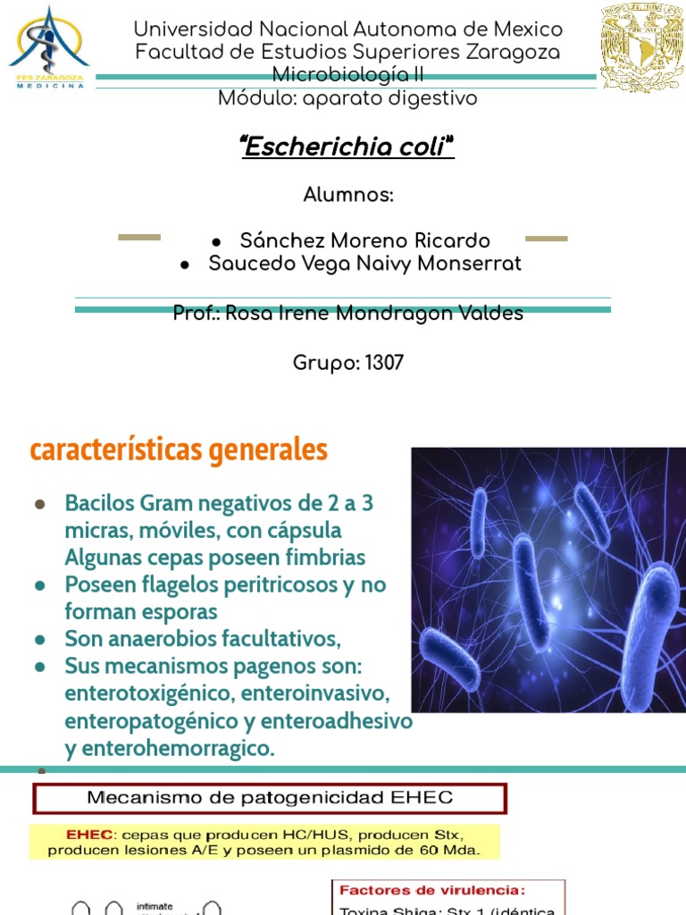 E. Coli | PDF | Escherichia coli | Diarrea
