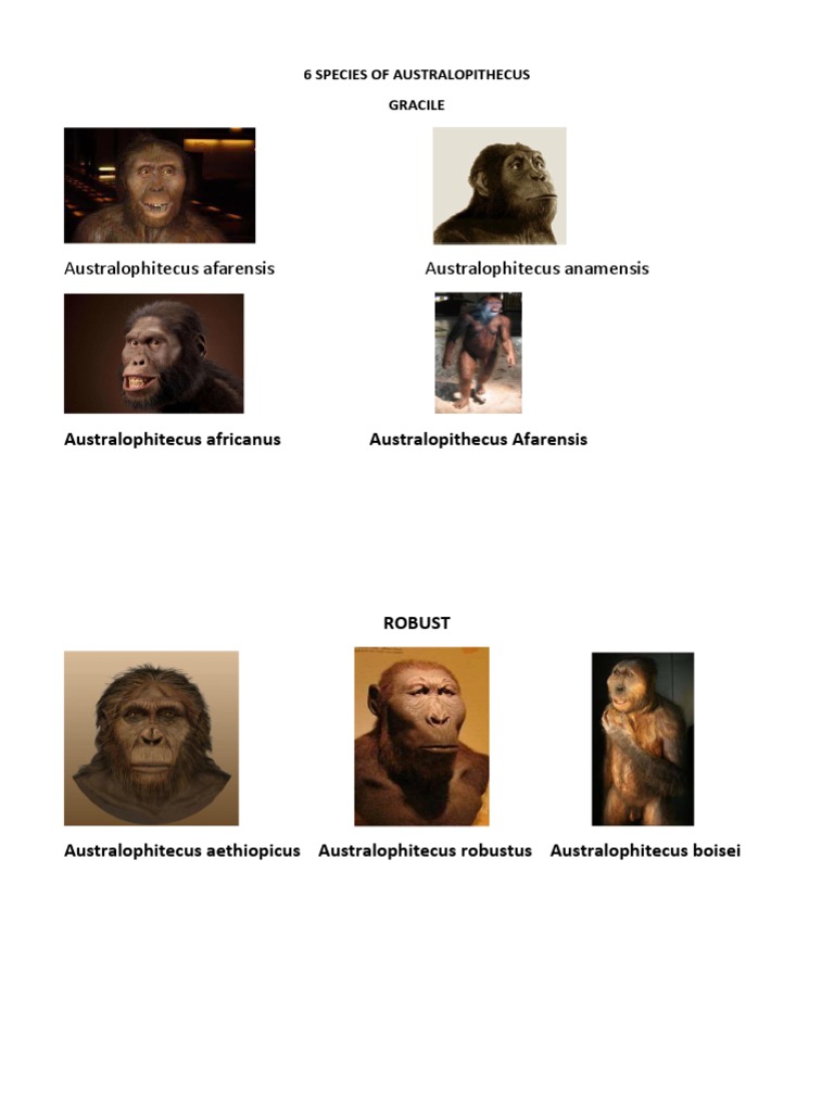 Australopithecus Species List | PDF