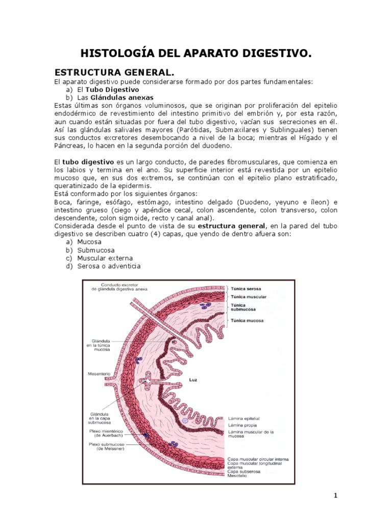 Histología Del Aparato Digestivo.: Estructura General | Digestión ...