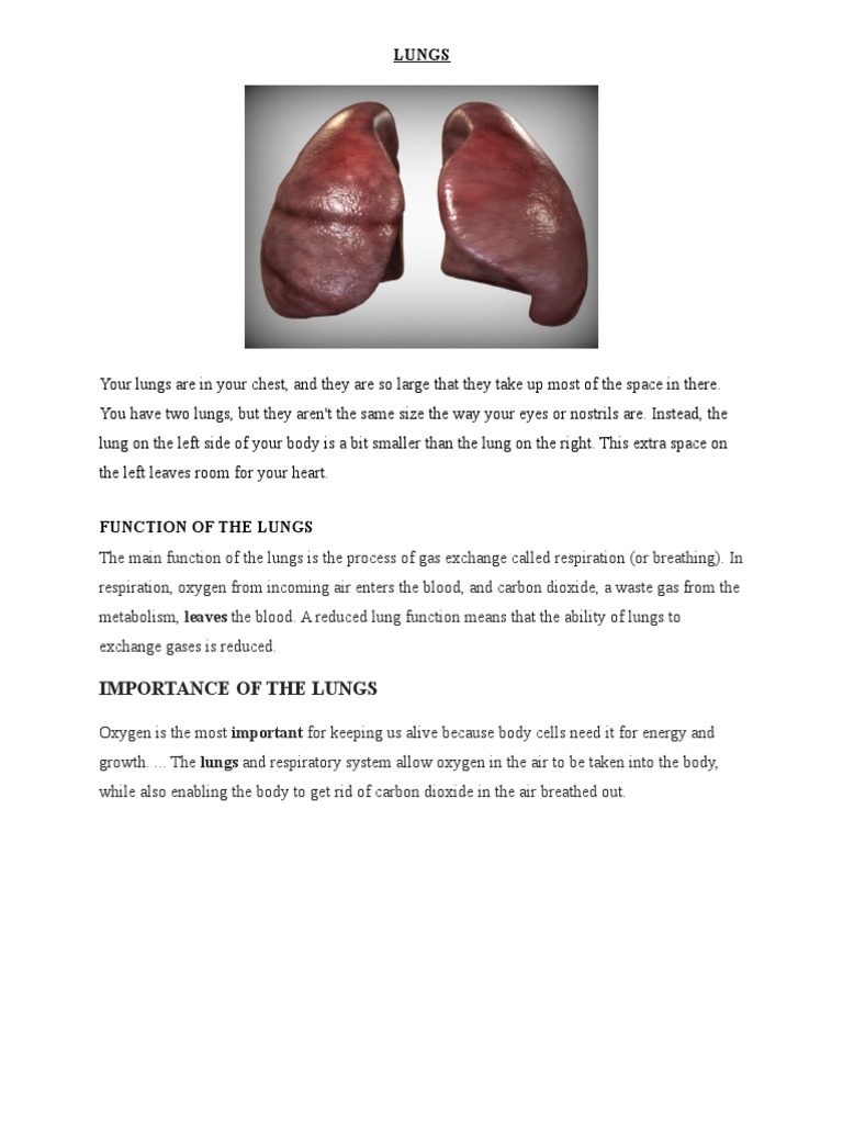 Lungs: Importance of The Lungs | PDF | Lung | Respiratory System