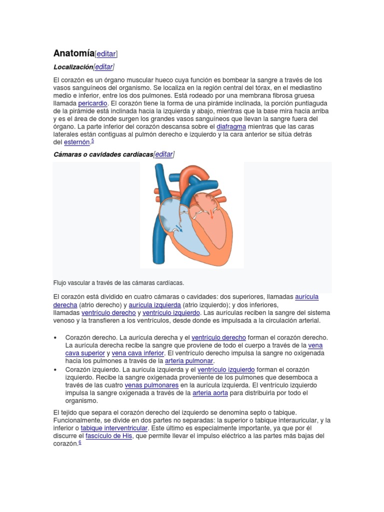Corazon Definicion | PDF | Vena | Corazón