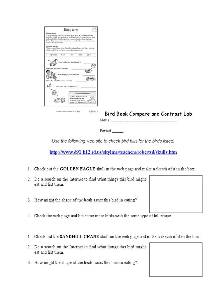 Bird Beak Lab | PDF | Beak | World Wide Web