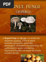 Regnul Fungi | PDF