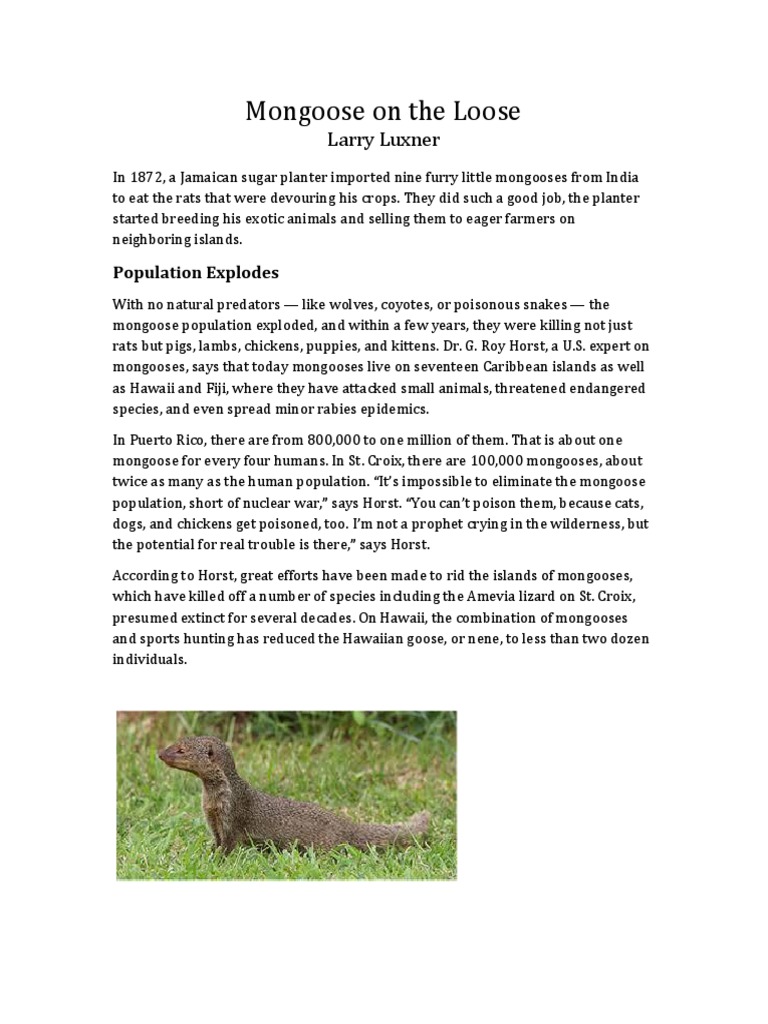 Scientist Tracks Invasive Mongooses to Understand Their Impact and ...