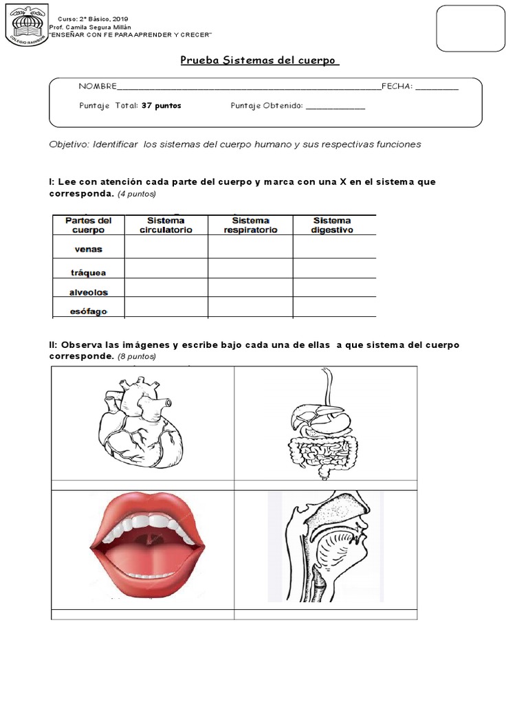 Prueba Sistemas Del Cuerpo 2° | PDF