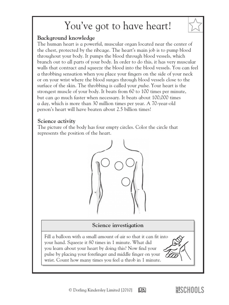 You've Got To Have Heart!: Background Knowledge | PDF | Pulse | Heart