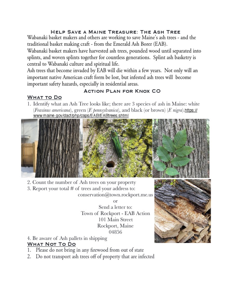 Help Save A Maine Treasure: The Ash Tree: WWW - Maine.Gov/Dacf/Php/Caps ...