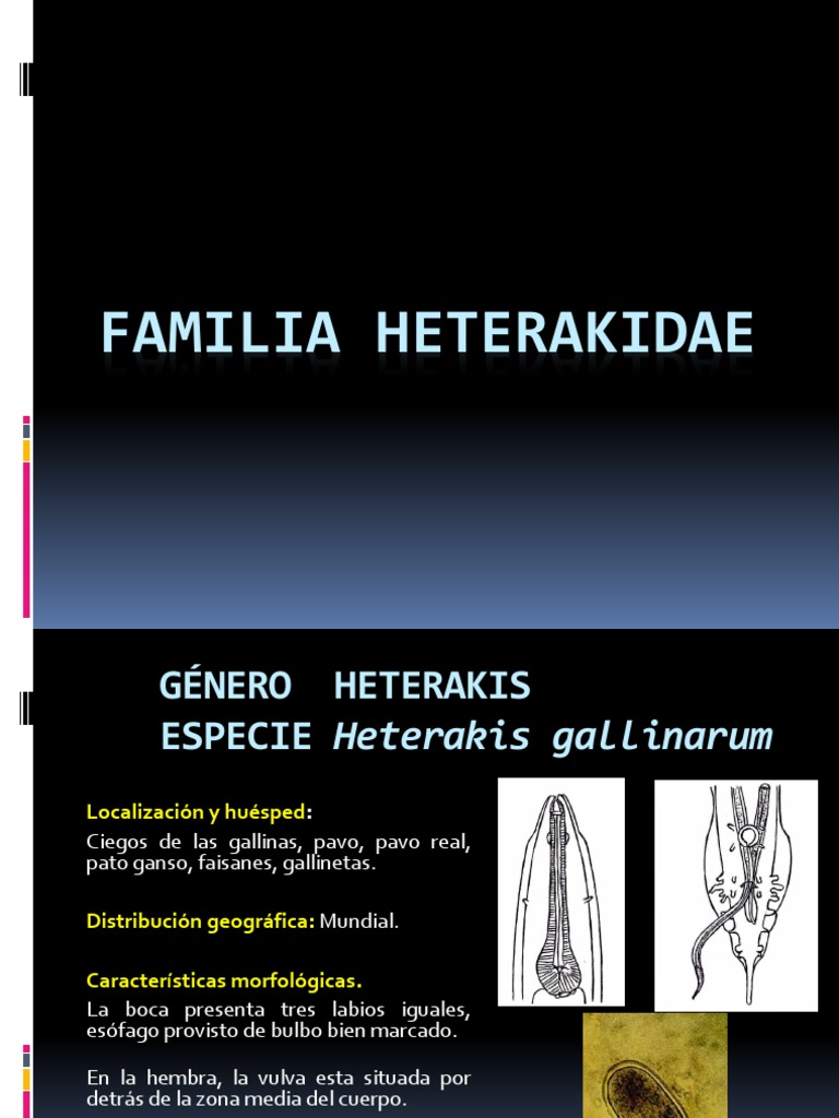 Heterakis gallinarum y Ascaridia galli | PDF | Huevo | Aves