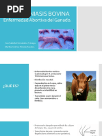 Ciclo de Vida de La Vaca | PDF | Vacas | Leche