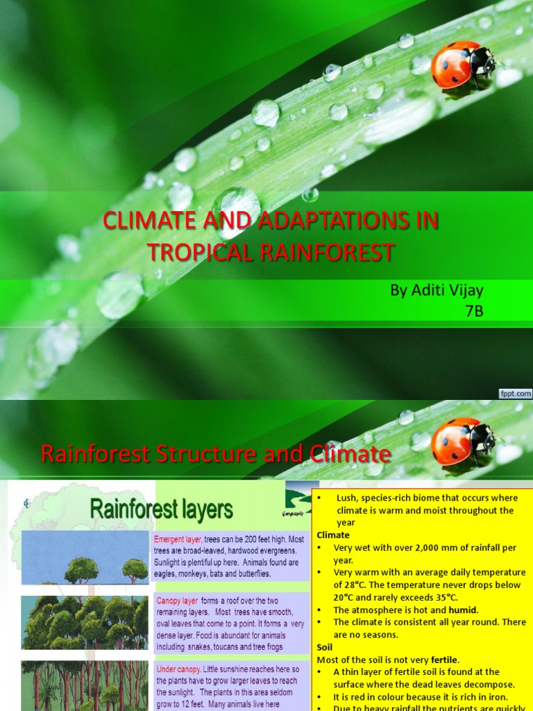 Climate and Adaptation in Tropical Rainforest | PDF | Rainforest | Trees