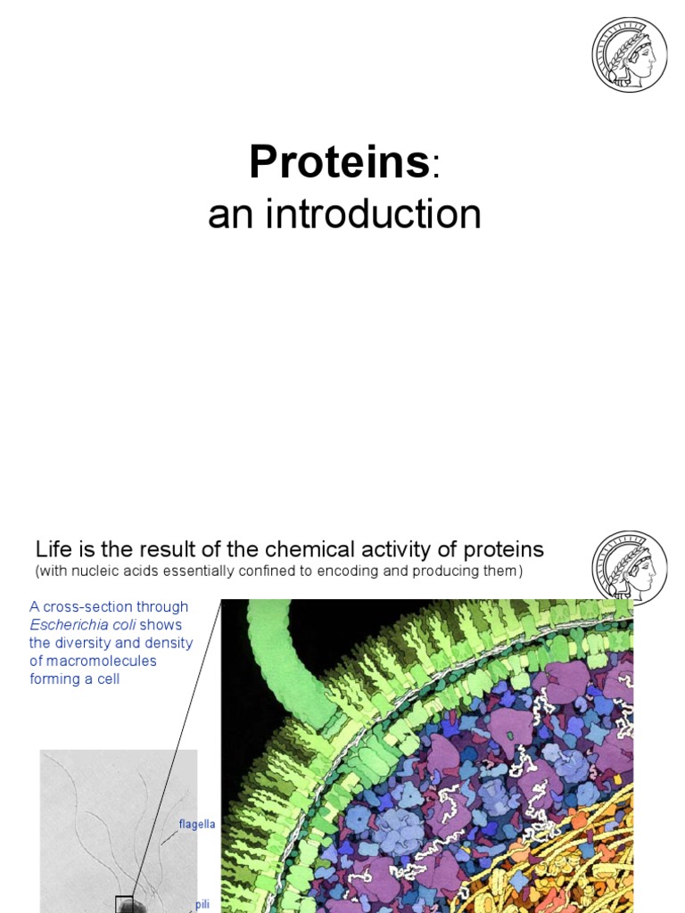 BIBCP WS1819 02 Lecture Intro To Proteins | PDF | Protein Structure ...