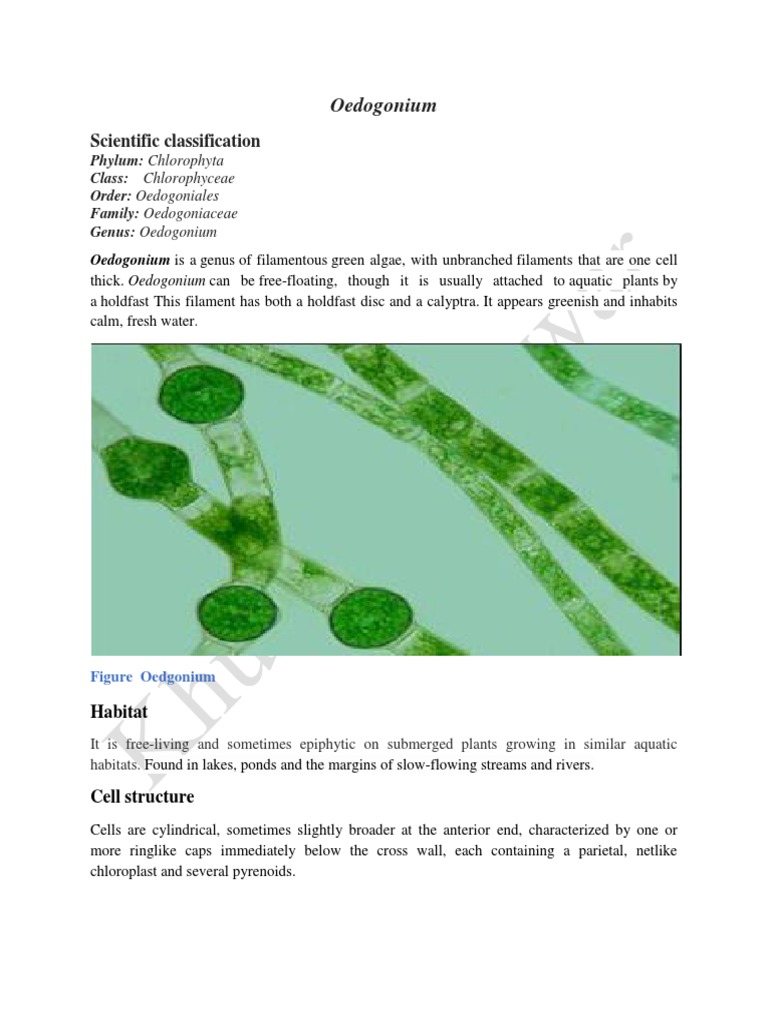 Oedogonium | PDF | Sexual Reproduction | Reproduction