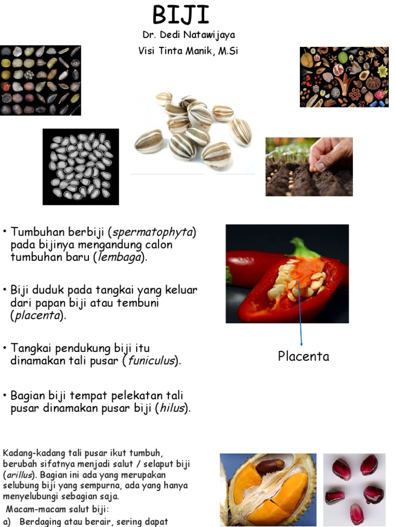 Struktur dan Fungsi Biji Tumbuhan | PDF