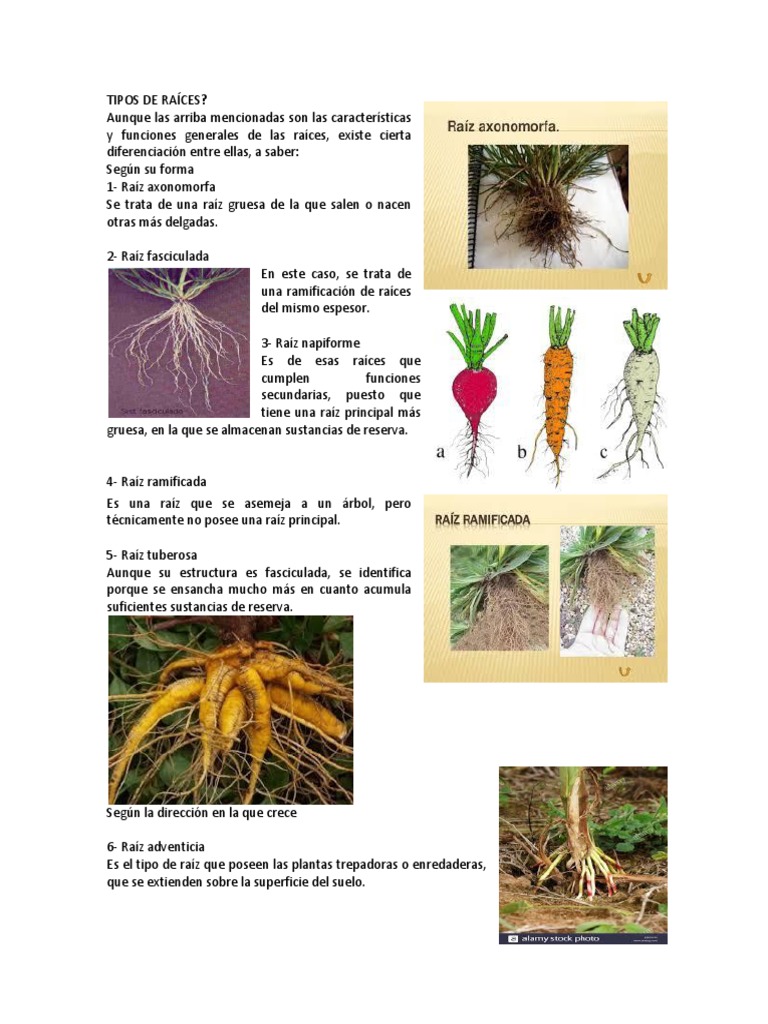 Tipos de Raíces | PDF | Raíz | Tallo de la planta