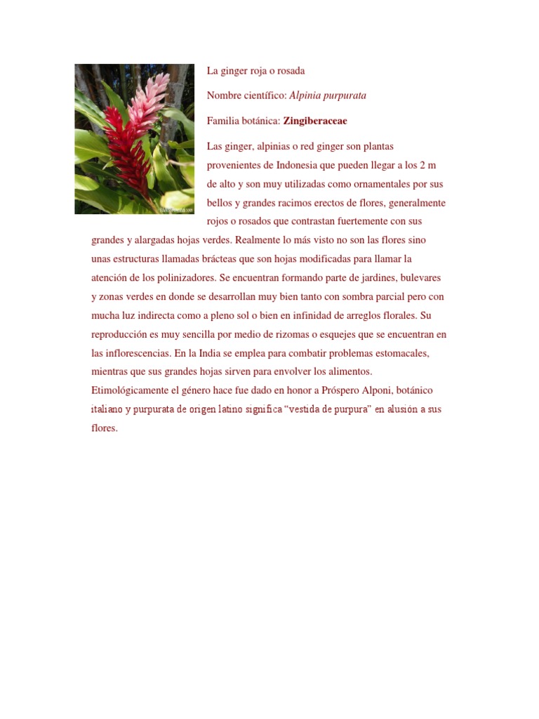 Ginger Roja: Belleza y Usos | PDF | Hogar, jardinería y bricolaje ...