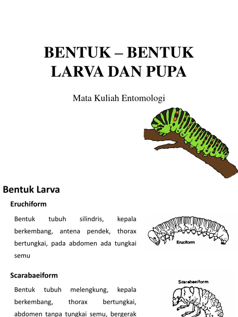 Bentuk Larva dan Pupa dalam Entomologi | PDF