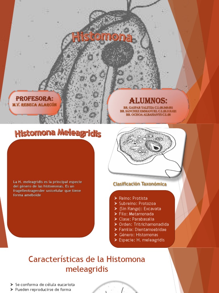 Histomona Meleagridis | PDF