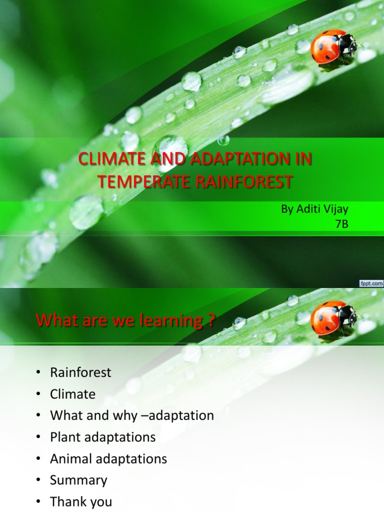 Climate and Adaptation in Temperate Rainforest: by Aditi Vijay 7B | PDF ...
