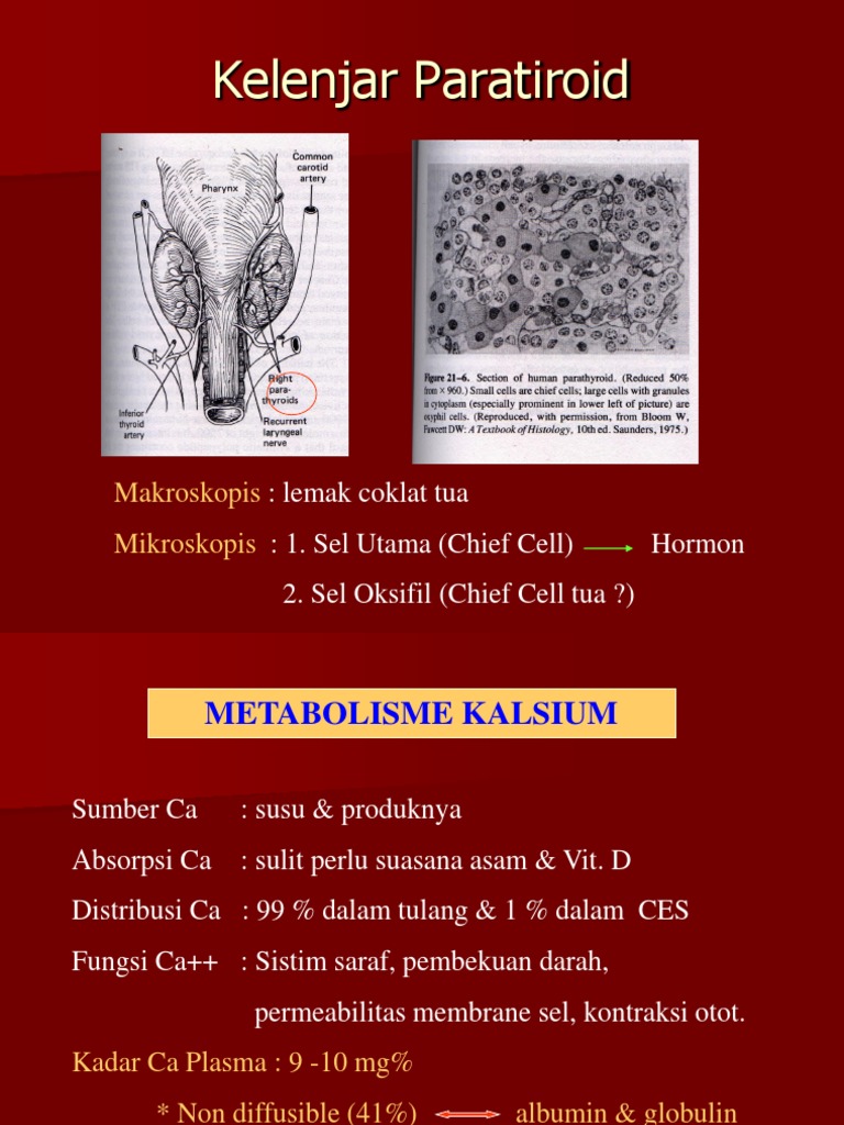 Kelenjar Paratiroid | PDF