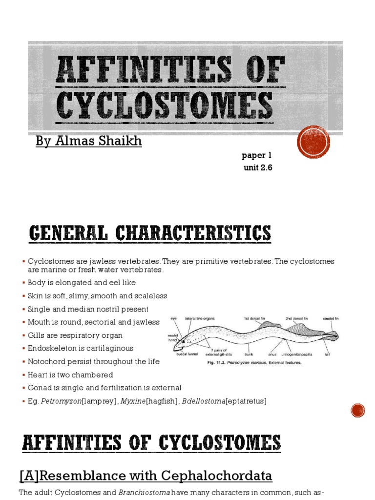 Affinities of Cyclostomes | PDF | Vertebrates | Organ (Anatomy)
