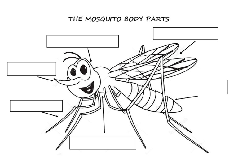 Mosquito Body Parts | PDF
