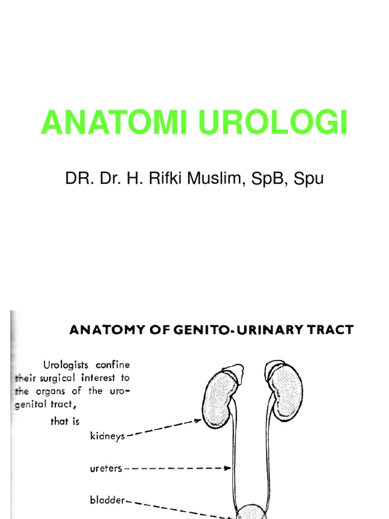 Anatomi Urologi: Dr. Dr. H. Rifki Muslim, SPB, Spu | PDF