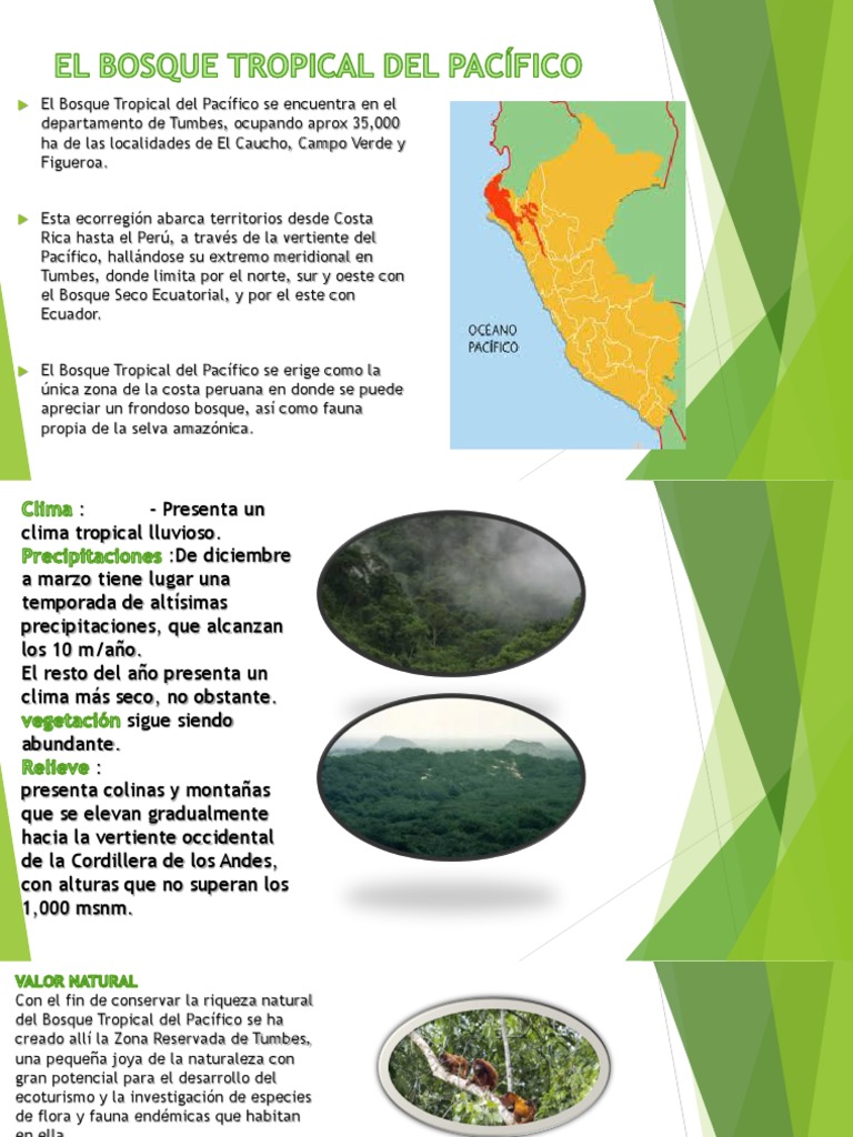 El Bosque Tropical Del Pacífico | Selva | Zona tropical