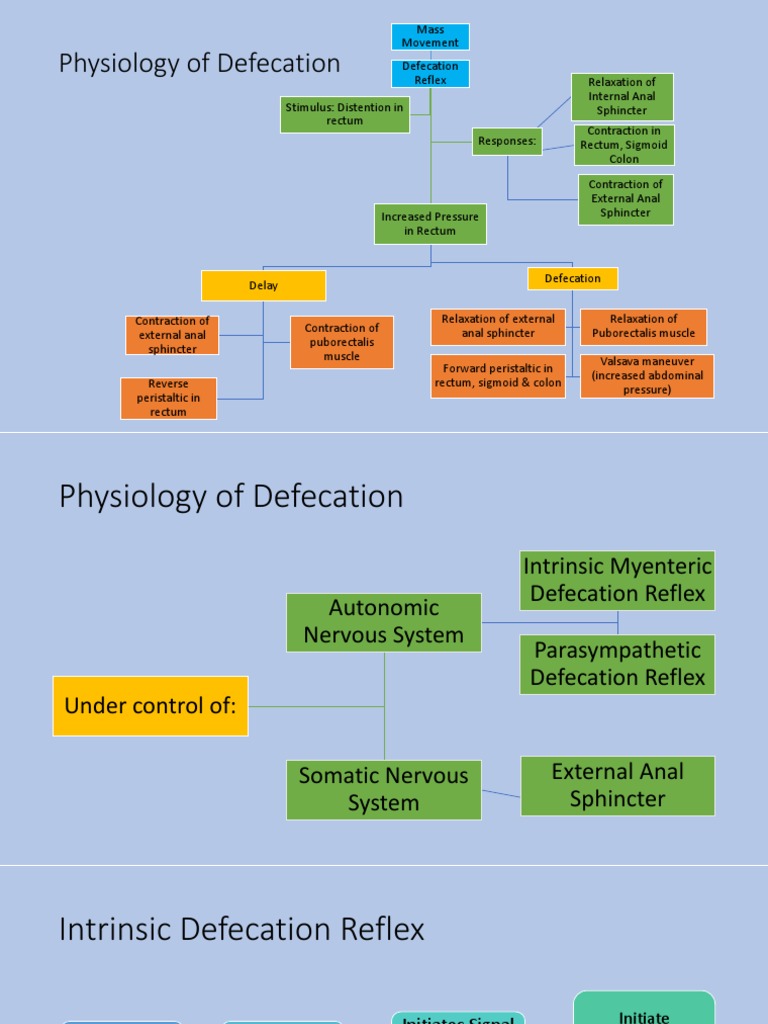 Fisiologi Defekasi | PDF | Rectum | Neuroscience