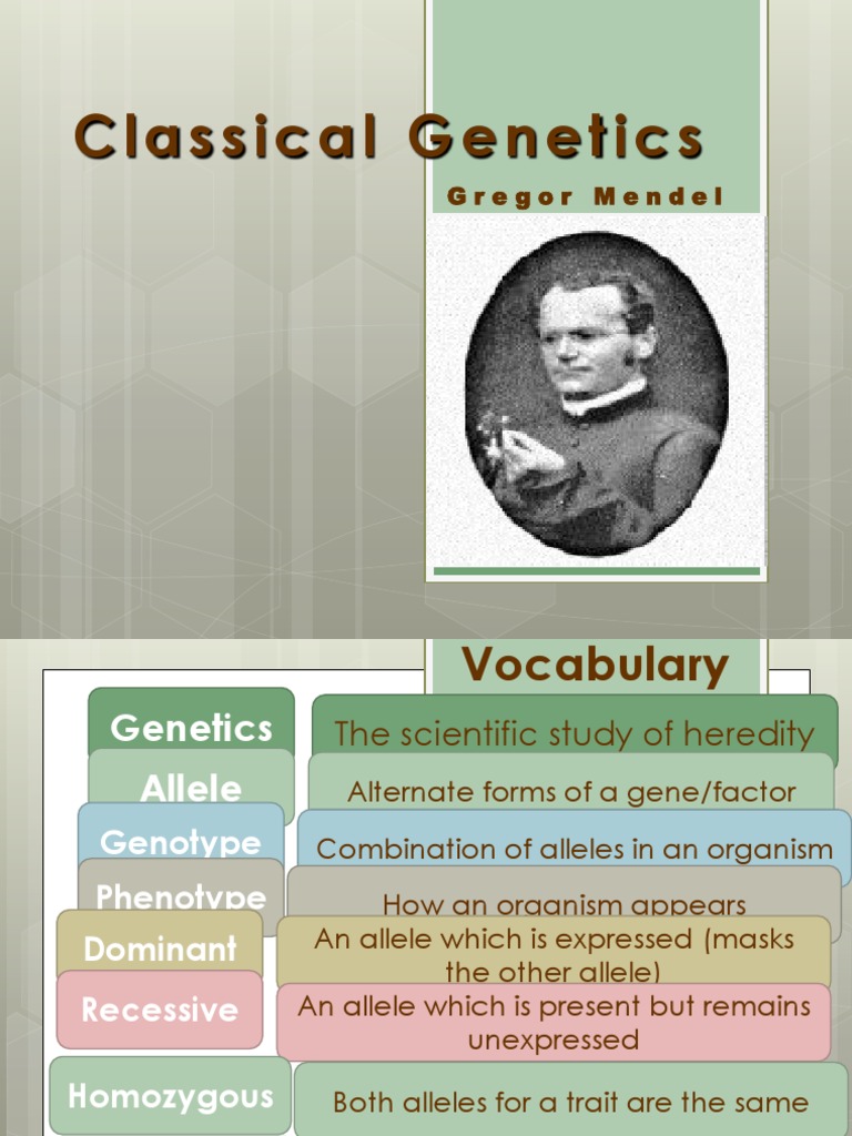 Classical Mendelian Genetics | PDF | Dominance (Genetics) | Allele