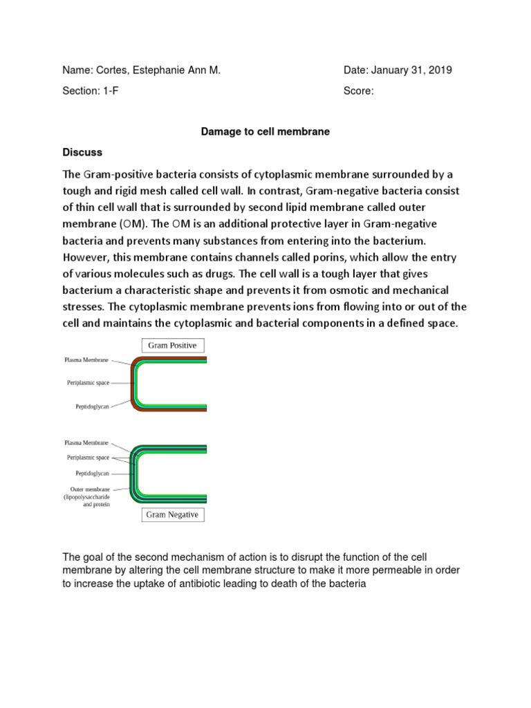 Damage To Cell Membrane | PDF | Gram Negative Bacteria | Cell Membrane