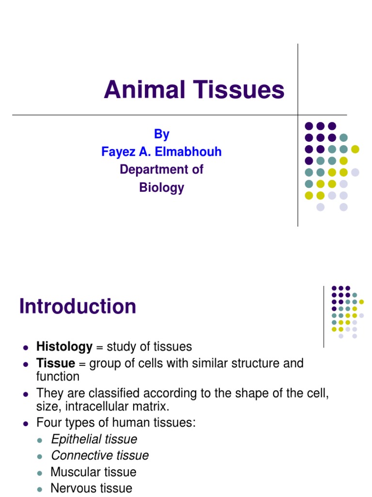 Animal Tissues: by Fayez A. Elmabhouh | PDF | Epithelium | Tissue (Biology)