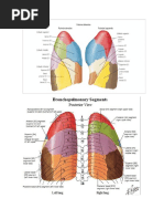 Inervación Del Corazón | PDF | Corazón | Neuroanatomía