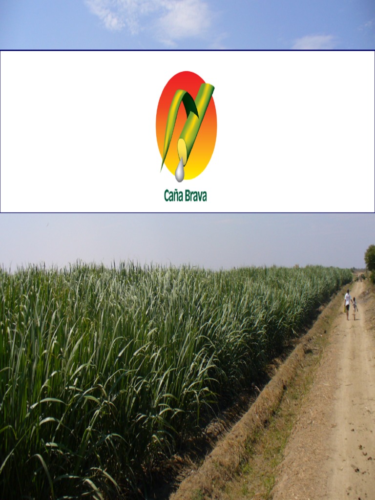 Caña Brava | PDF | Biocombustible | Azúcar