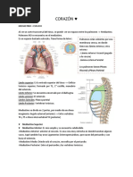 Netter Corazon | PDF | Ventrículo (corazón) | Corazón