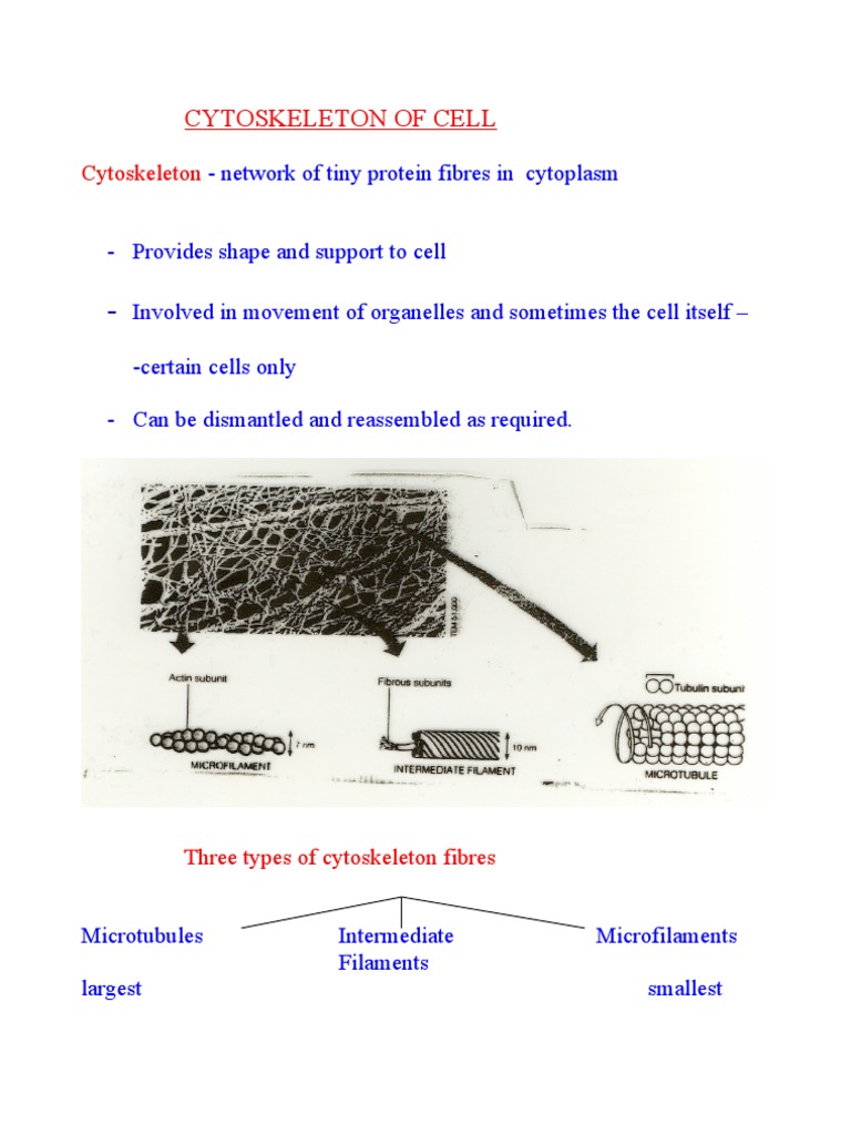 Cytoskeleton of Cell0 | PDF | Cytoskeleton | Microtubule