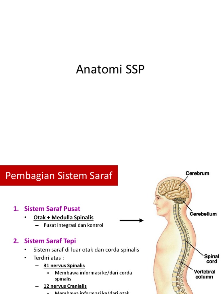 Anatomi SSP | PDF