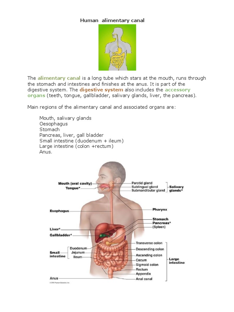 Flip Notes Digestion IGCSE | Download Free PDF | Digestion | Human ...